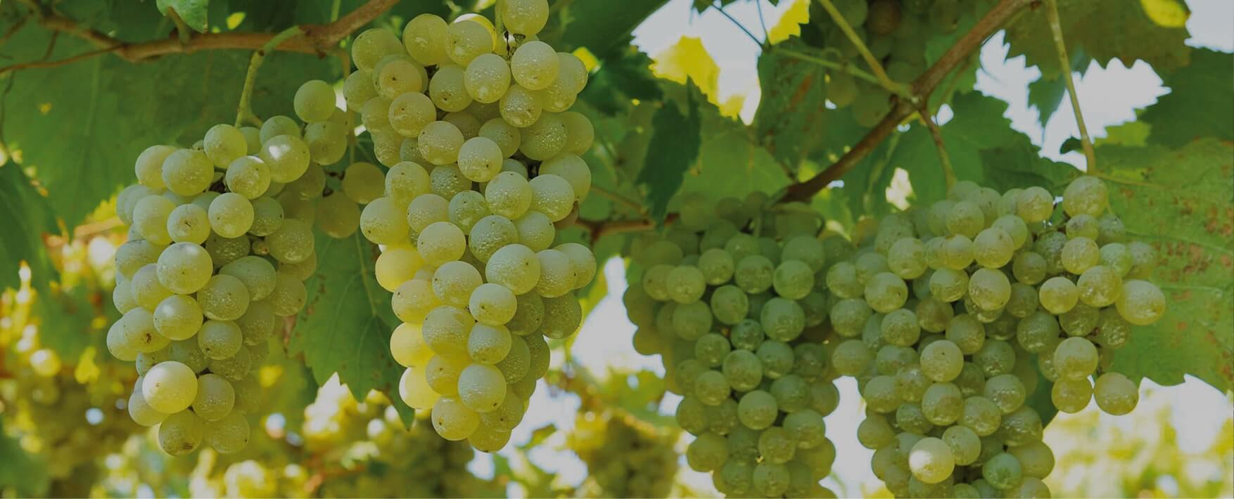 Traditional Italian sparkling wine from volcanoes: Lessini Durello - iNEWS