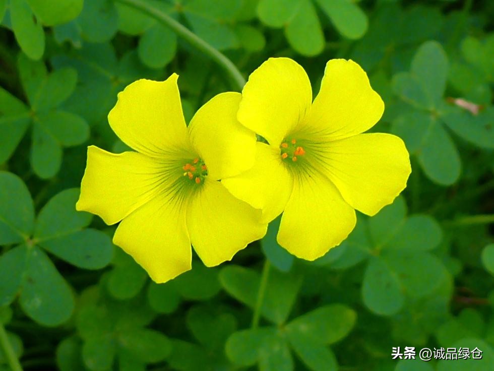 Yellow sorrel: a sweet and sour wild plant - iNEWS