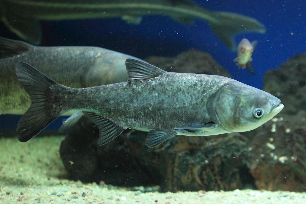 A large number of wild silver carp appeared in the Yangtze River, but ...
