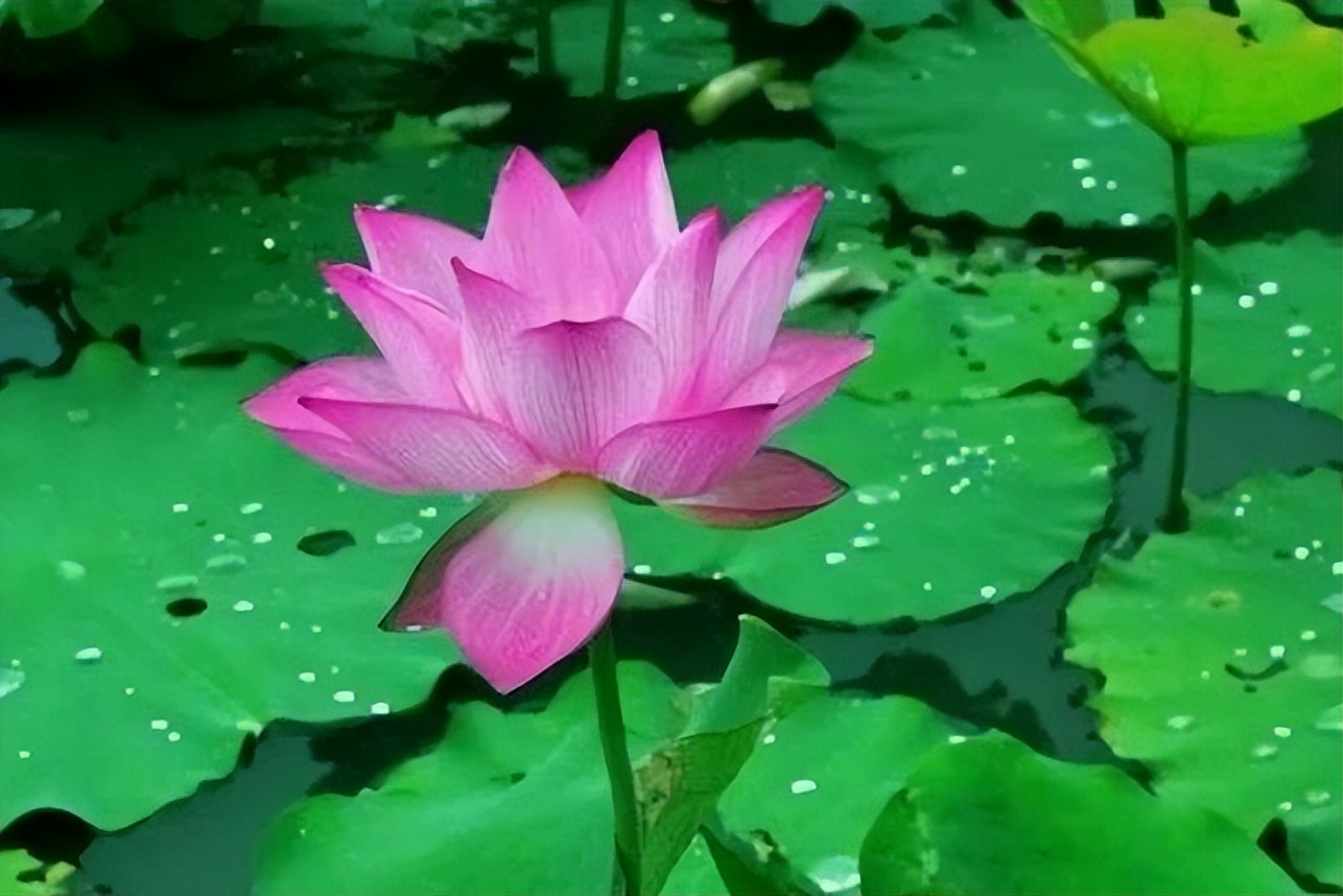 Of the six classic lotus poems, Yang Wanli won three - iNEWS