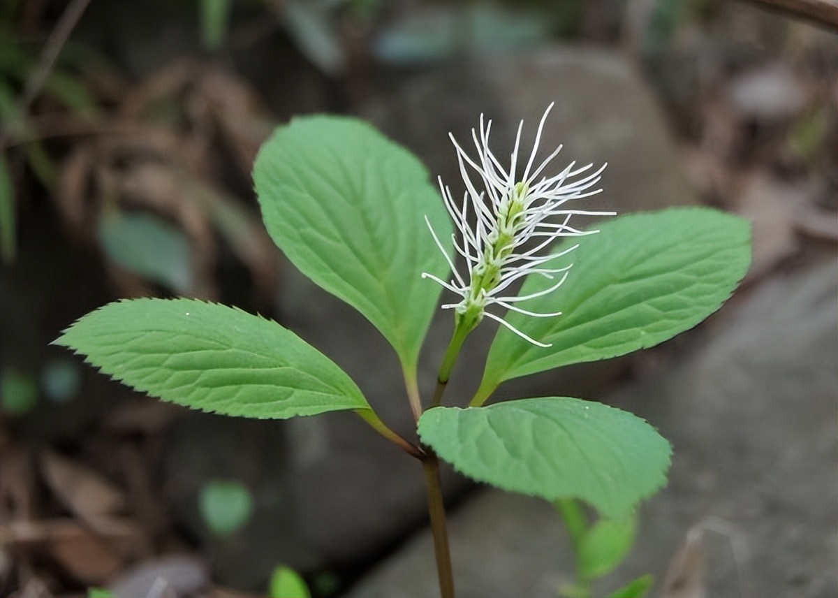 A new plant species discovered in Huangpi, Wuhan - iNEWS