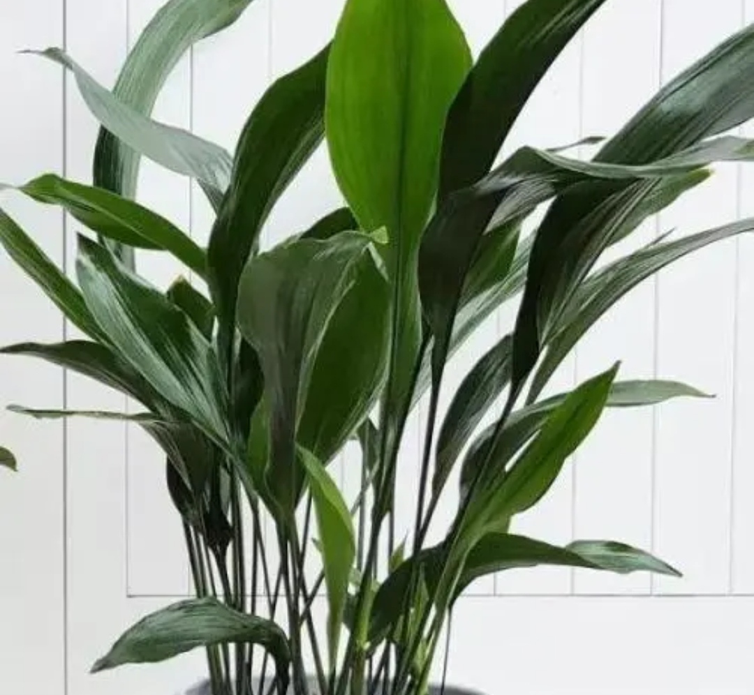 5 kinds of beautiful plants, tenacious vitality "not to die", easy to ...