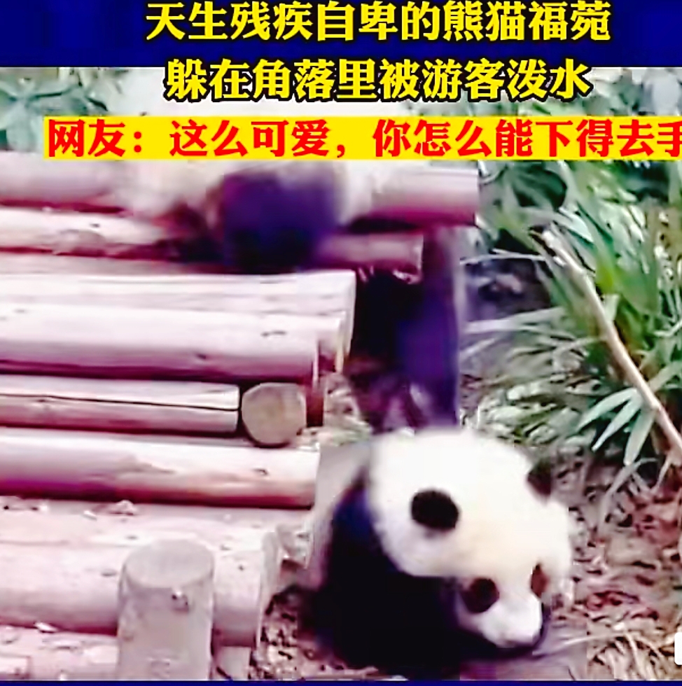 Panda Fu Wan hid in a corner after being splashed with water by ...