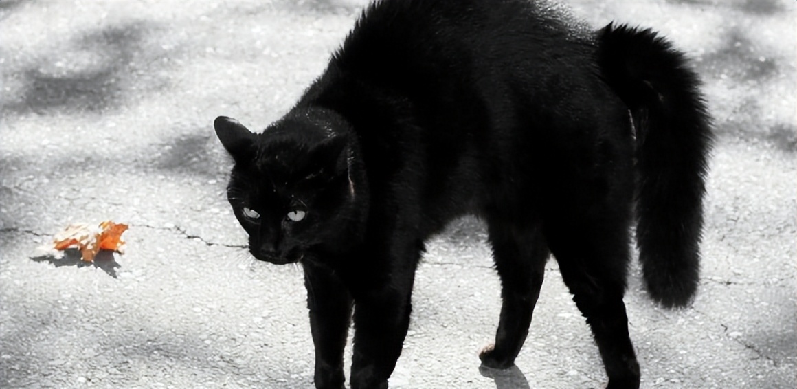Alex actually brought a black cat and started a journey through time ...