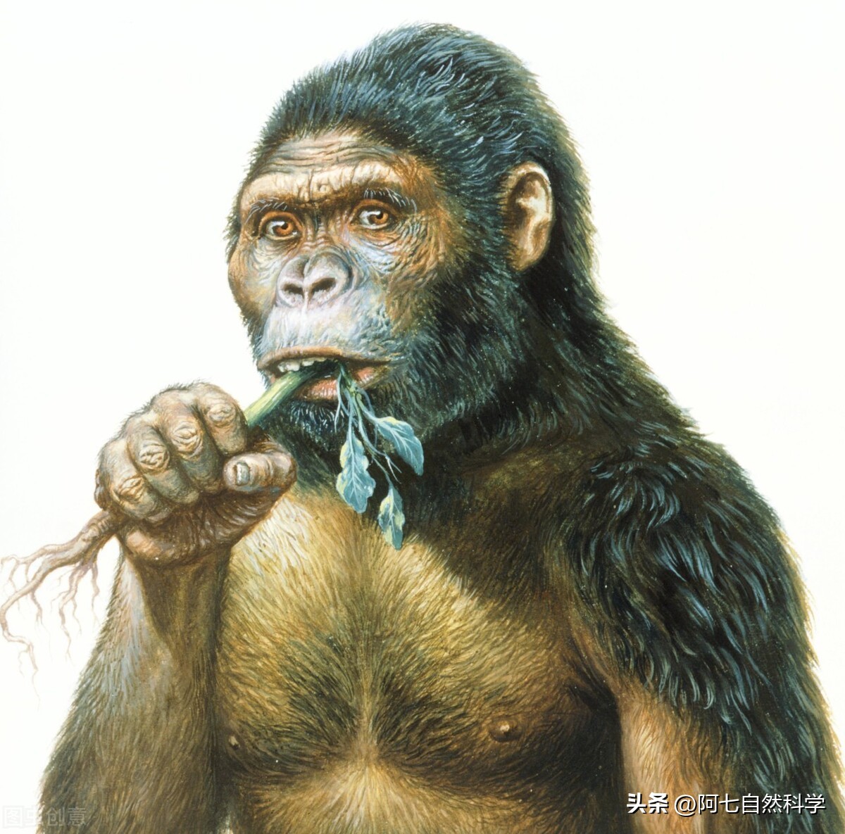 Where did humans originate?Who are the ancestors of human beings?Did it ...