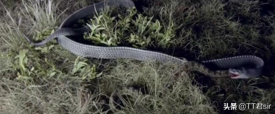 Incredible file snake, as a non-venomous snake, it can prey on black ...