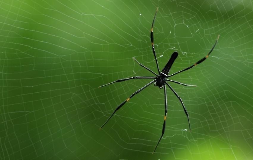 How spiders use wind to fly and build webs - iMedia