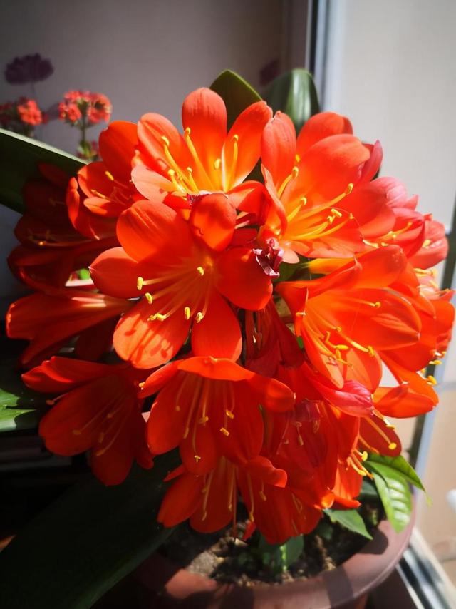 Seven kinds of foreign flowers, suitable for growing now, put them in ...