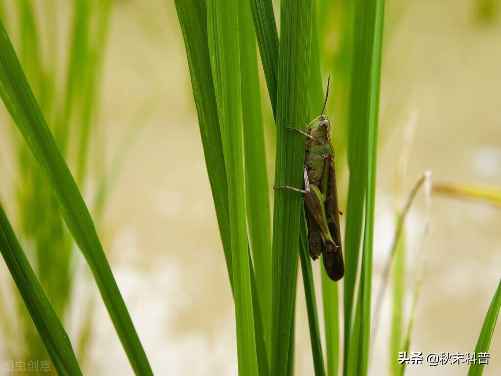 Inventory of the 10 most harmful insects to humans: mosquitoes and ...