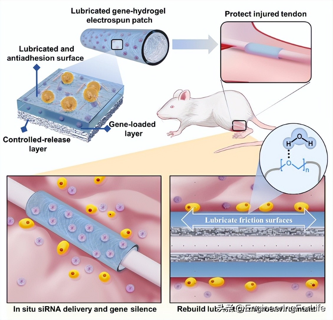 Sci.Adv.: Hydrogel patch achieves tendon healing by inhibiting ...