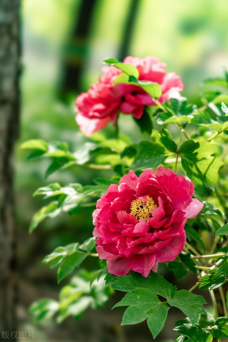 When does the peony bloom? - iMedia