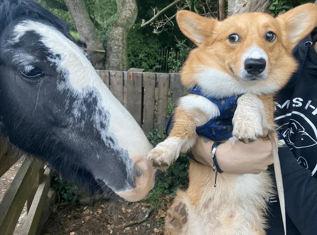 The things that Corgi is "scared", I hope you have never done one - iNEWS