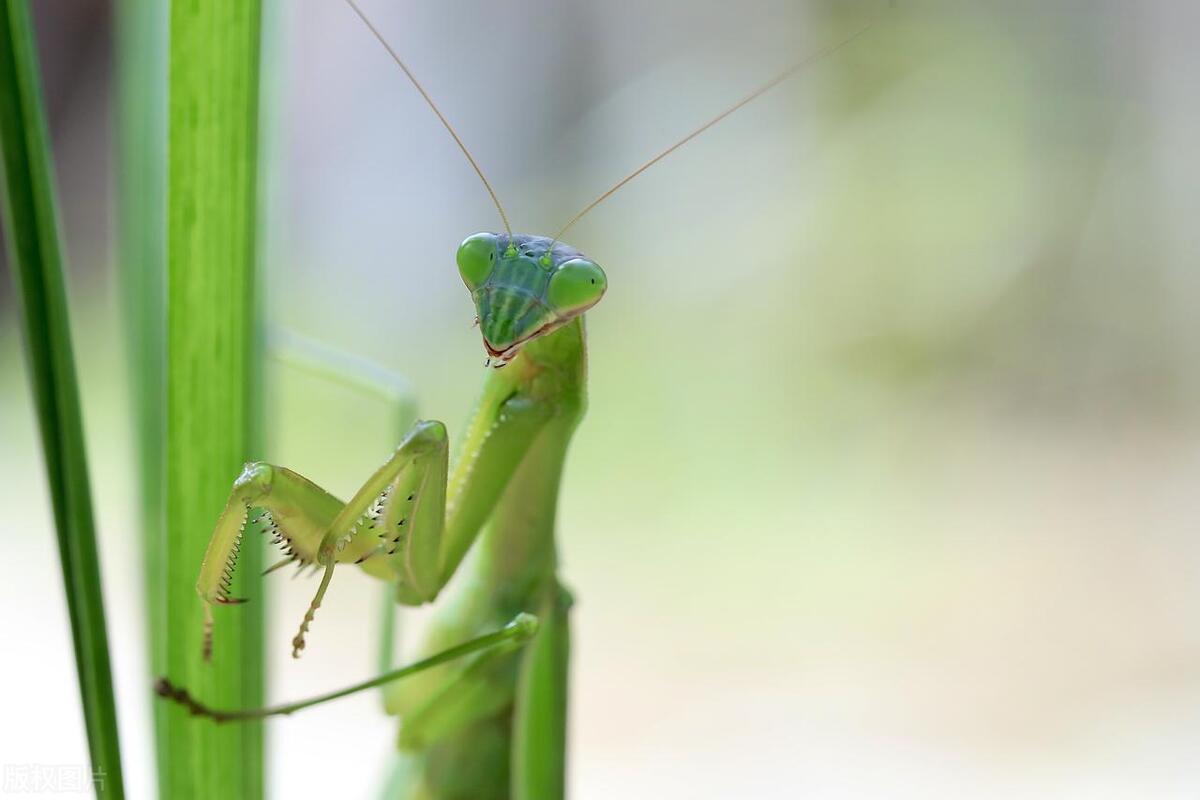 Mantis: Evolved Killer Dance - iMedia