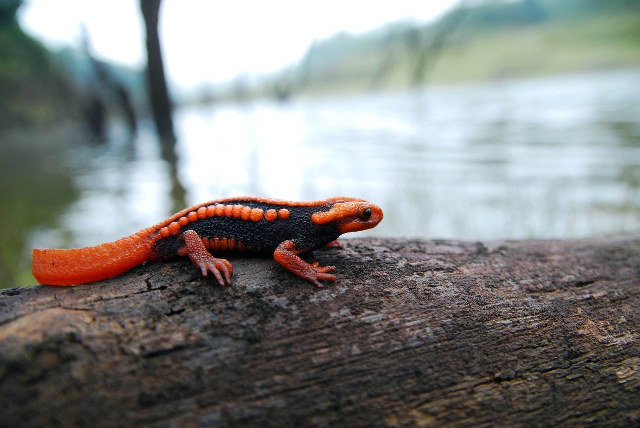 In Ailao Mountain, there are not only sorrowful scientific expeditions ...