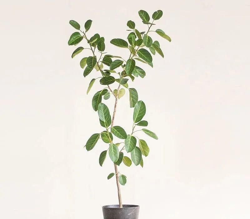 8 particularly beautiful species of banyan trees grow into small ...