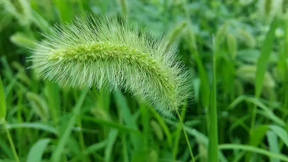 "Dog's tail grass" is a treasure. Using it to boil water can help you ...