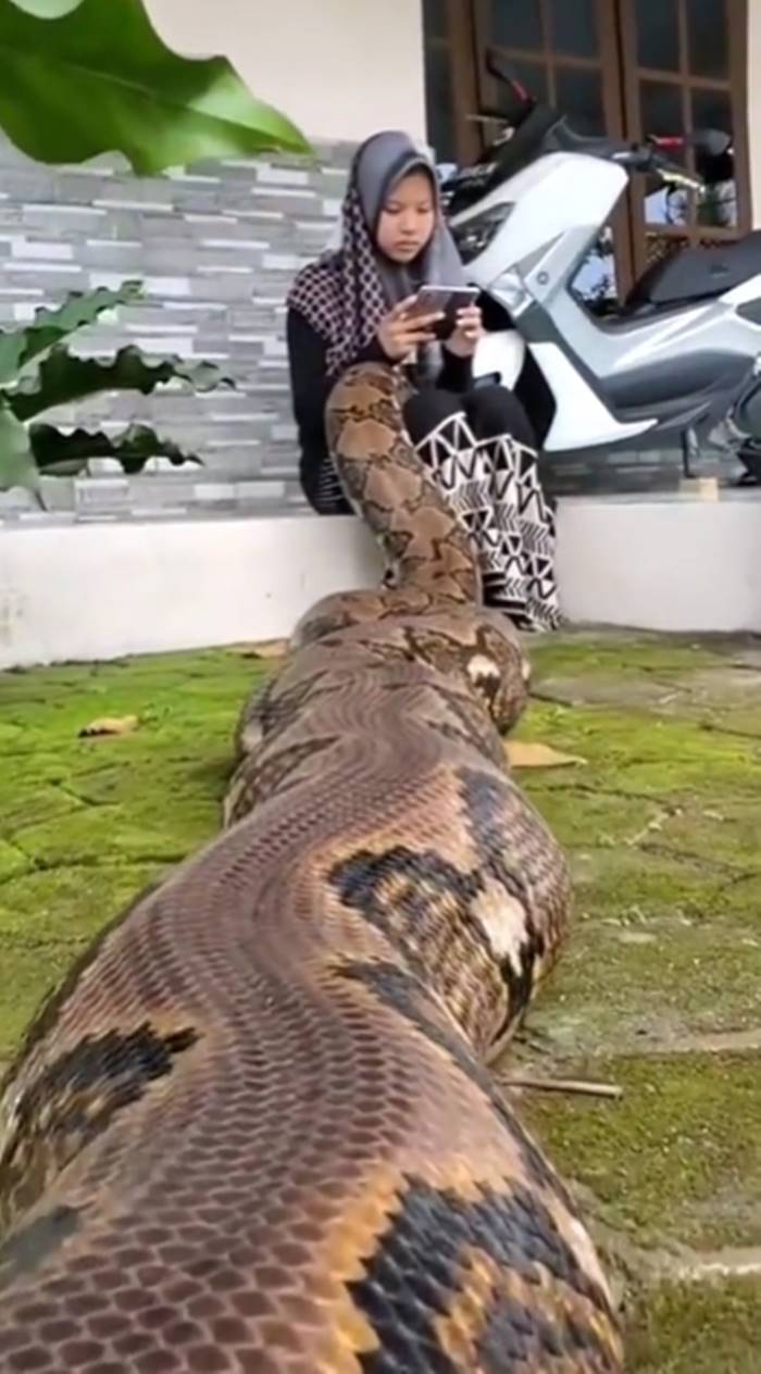 Indonesian Girl Keeps Scary Python as Pet - iMedia