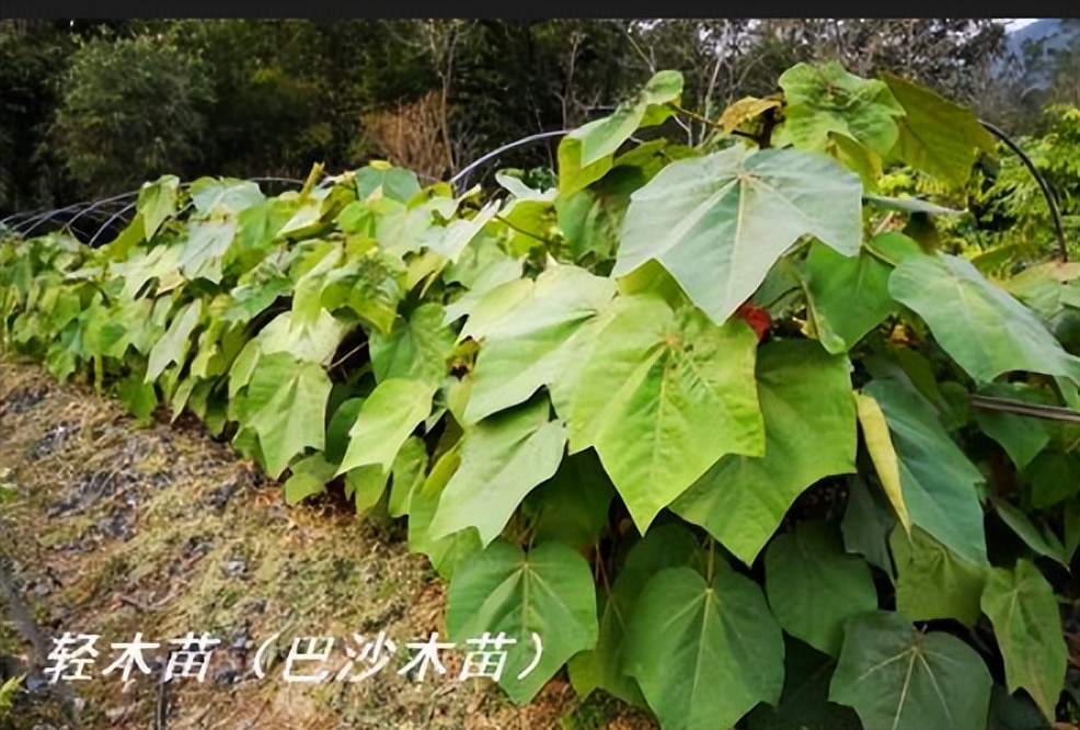 Balsa wood, which grows 7 meters a year, is the lightest tree in the ...
