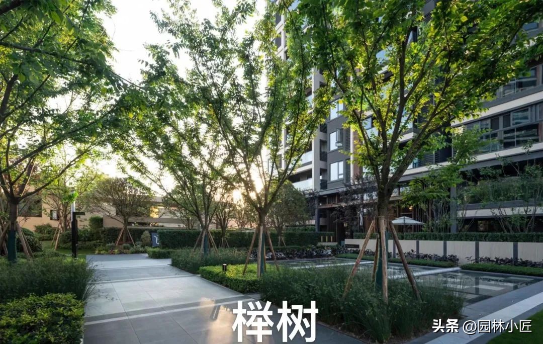 In garden landscape, case sharing of tree array planting effect - iNEWS