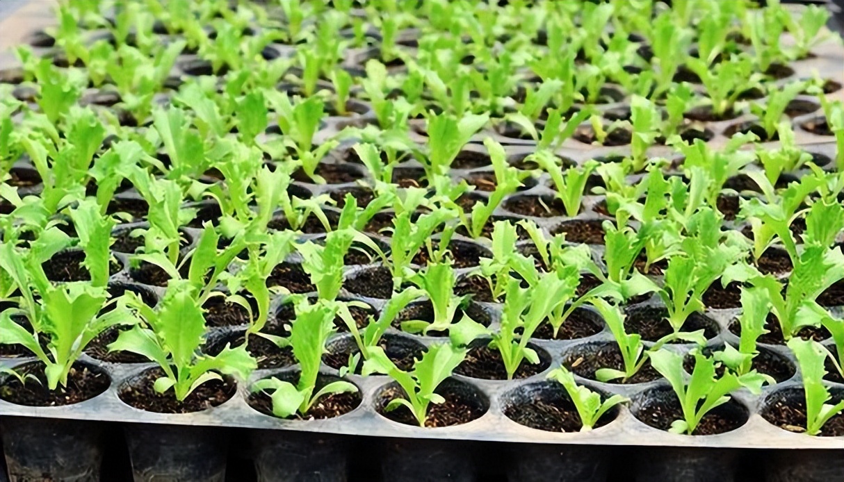 Planting vegetables, what should I do if the vegetable seedlings are ...