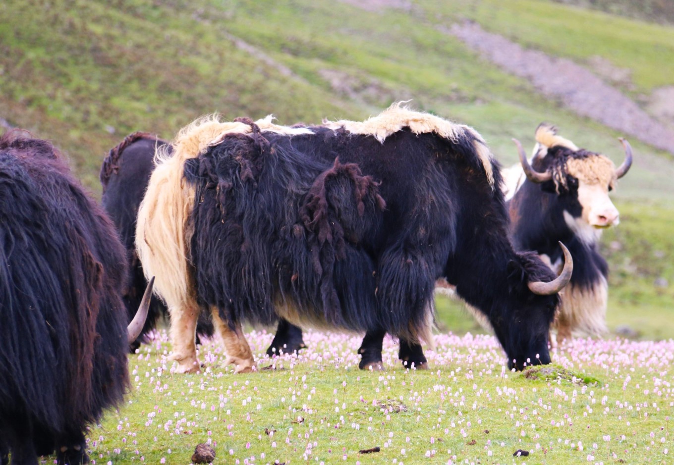Green grass, red flowers, the home of yaks (yak photo) - iNEWS