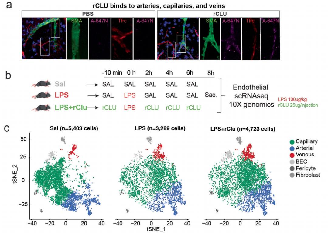 Sports people, make it?Your blood is more precious than panda blood - iNEWS