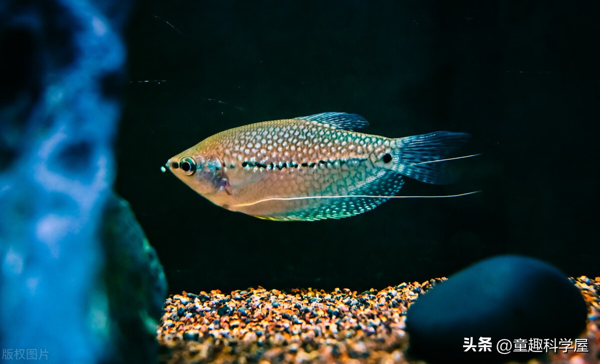 Cold knowledge: This is how fish drink water - iMedia