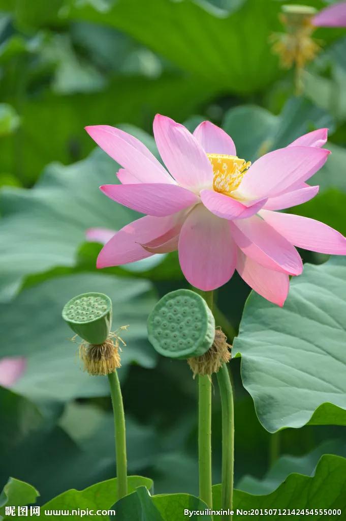 Share a picture of an intoxicating lotus flower, it's so beautiful - iNEWS