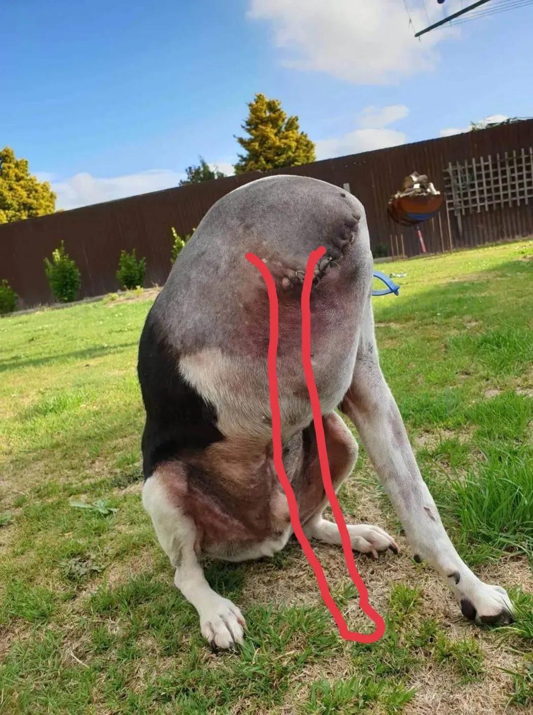 Headless scientific dog photos terrify the world!The owner himself ...