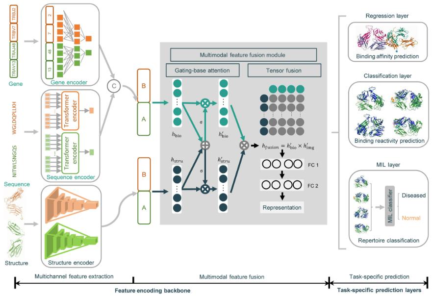 Tencent AI Lab proposes a deep learning framework to accurately predict immune responses - iMedia