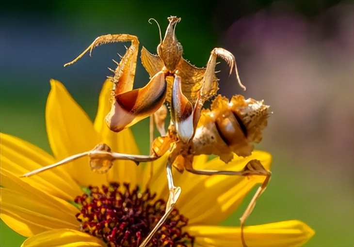 Queen Assassin in Nature: Entering the Mysterious Life of the Magic ...
