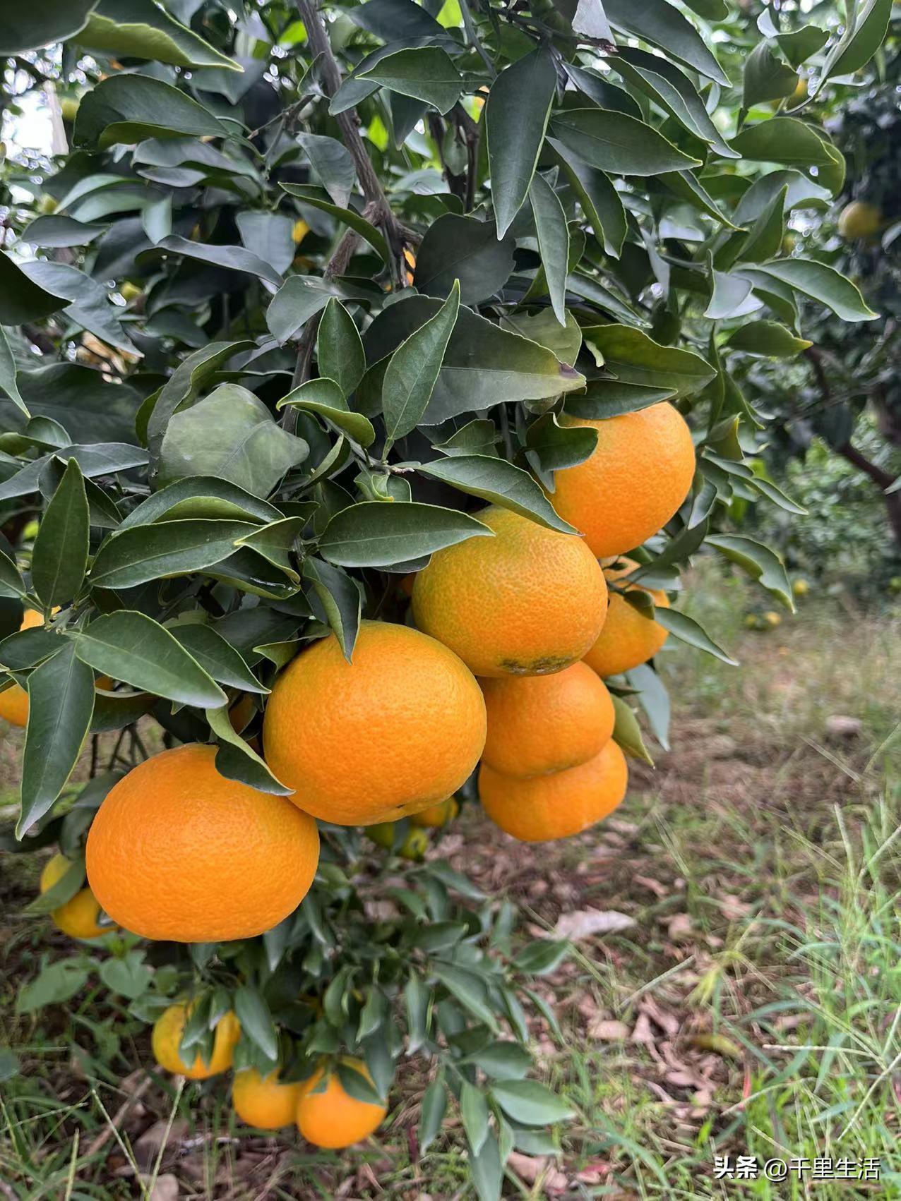 Ehime No. 38 Jelly Orange, a connotative orange queen, is simply the ...