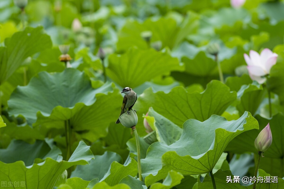 Beautiful encounter between lotus and birds - iNEWS