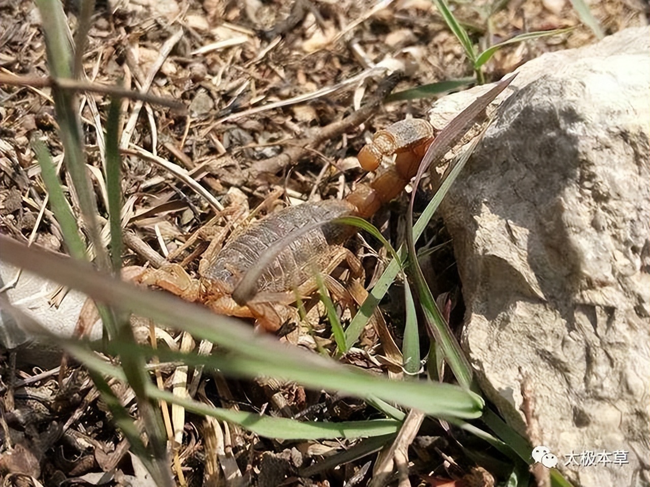 Scorpion, one of the five poisons, can be used for 8 severe diseases ...