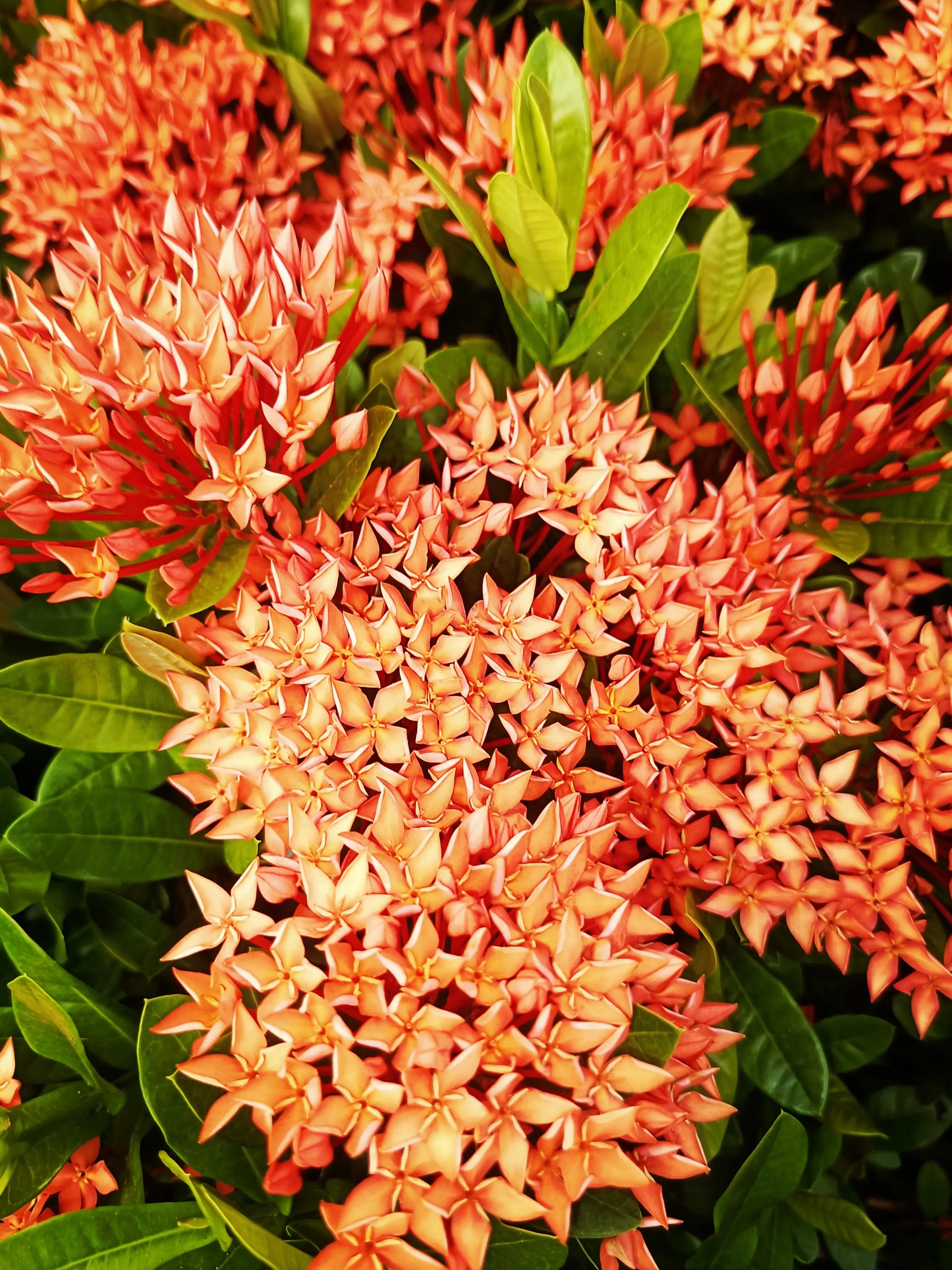 [Original] Dragon boat flowers, like a magnificent cloud, elegant and ...