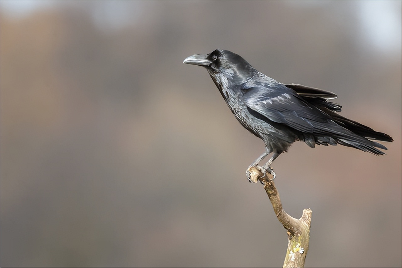 How smart are crows? Drinking water from a water bottle is just a basic ...