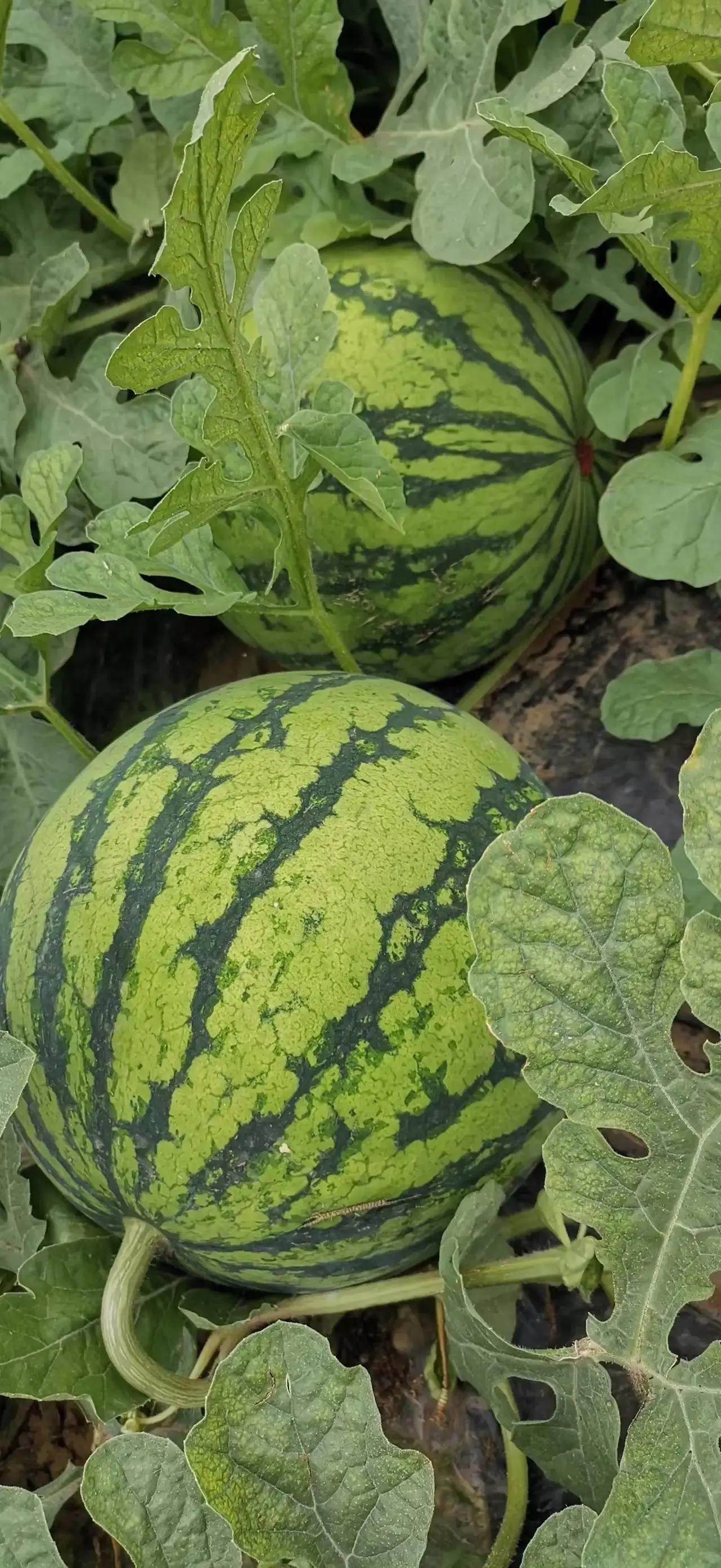 Ten Same Poets 1 Original Watermelon - iMedia