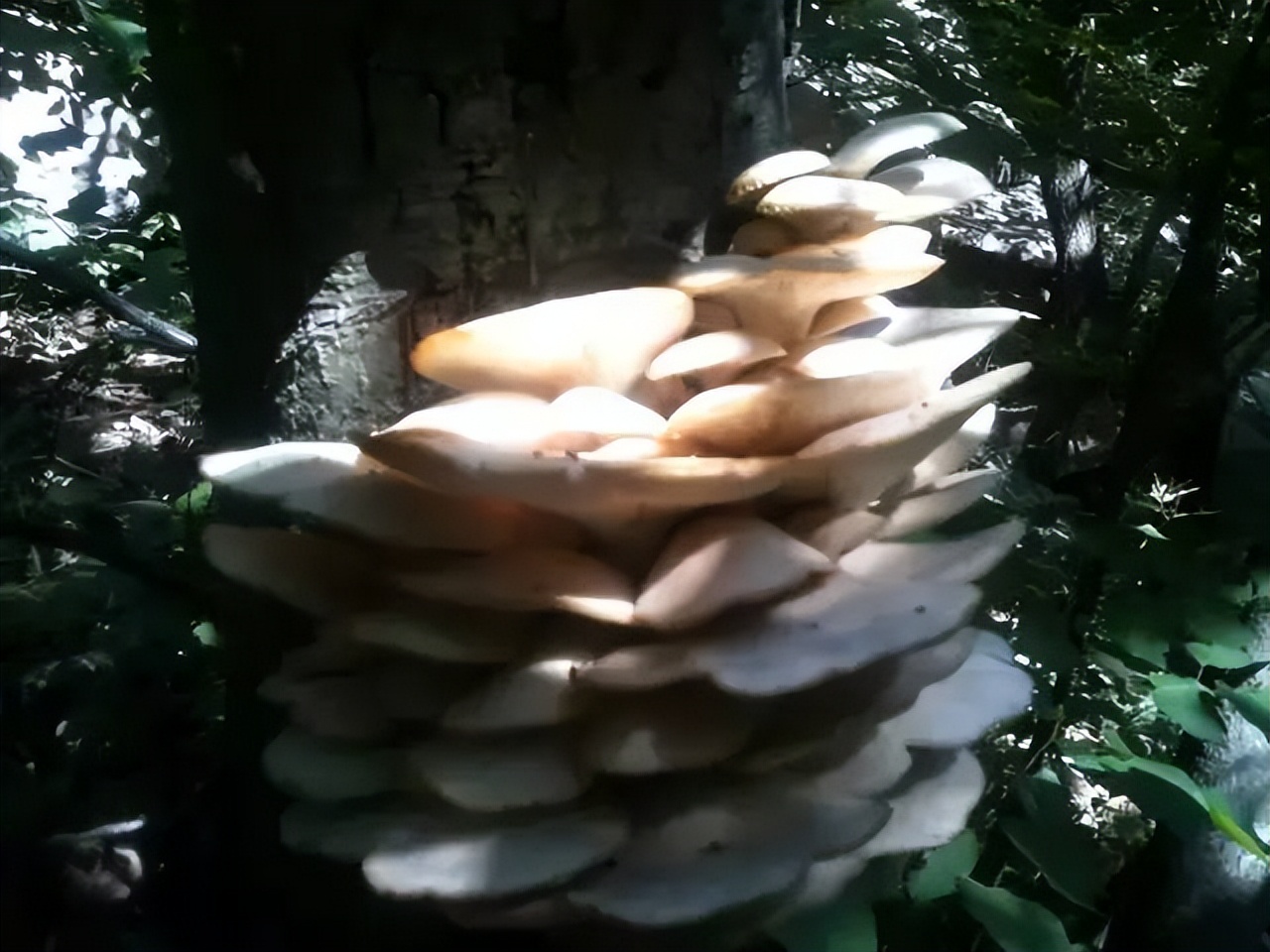 Dried mushrooms on top of Tiancha - iNEWS