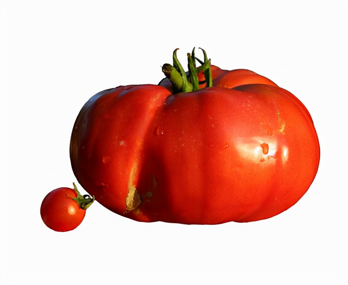 The world's largest tomato, as big as a human head (weighing 8 pounds ...