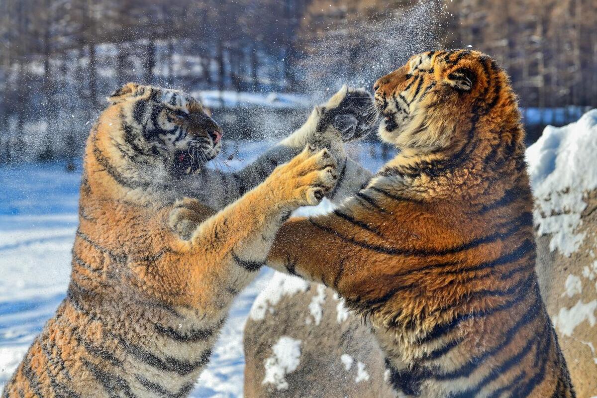 With beacon smoke rising and wolves singing on all sides, how will the ...