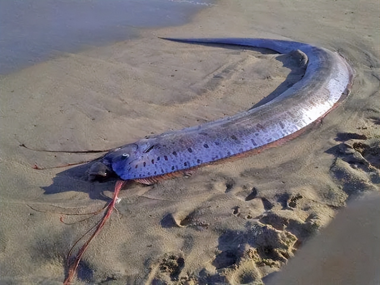 What is the relationship between the oarfish that appeared in Japan and ...