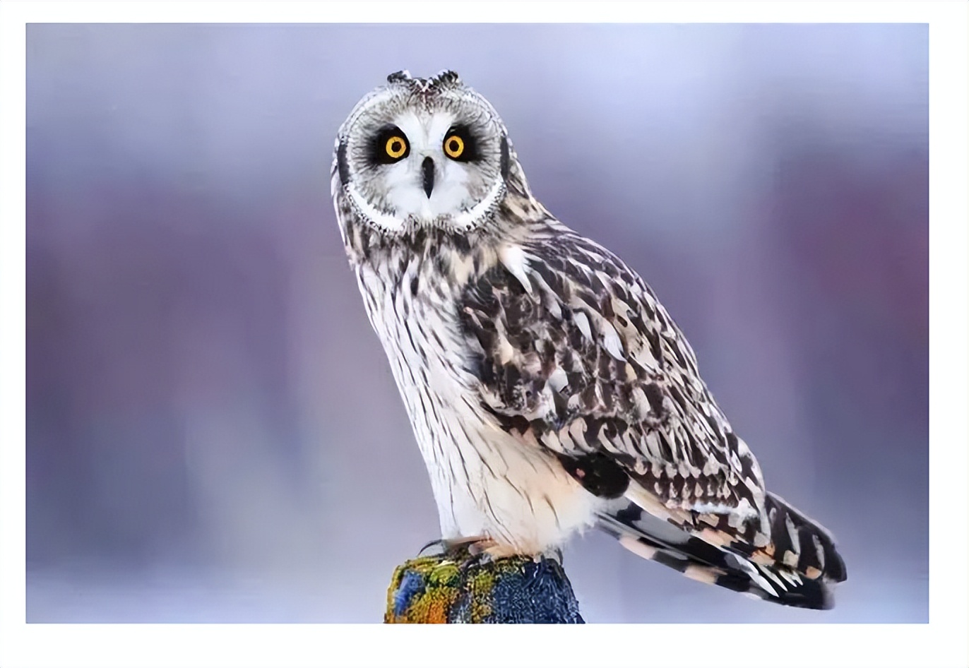 Song Dynasty famous general Yue Fei - iMedia