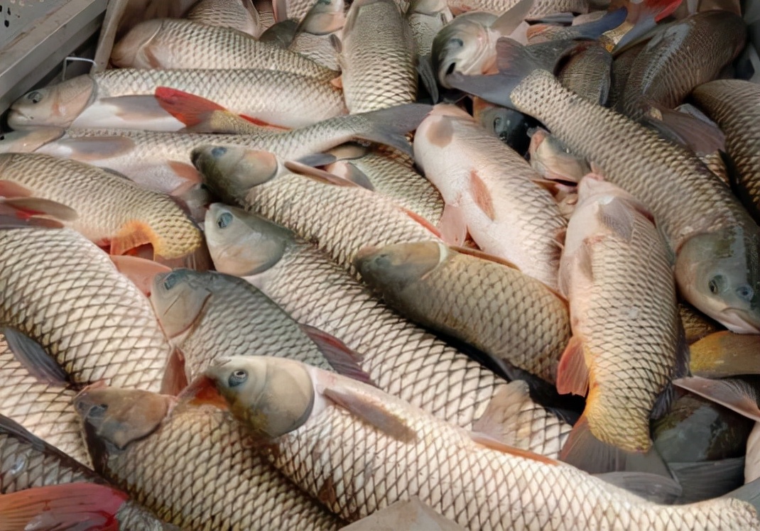 Please stop eating these 5 kinds of fish, which may contain ...