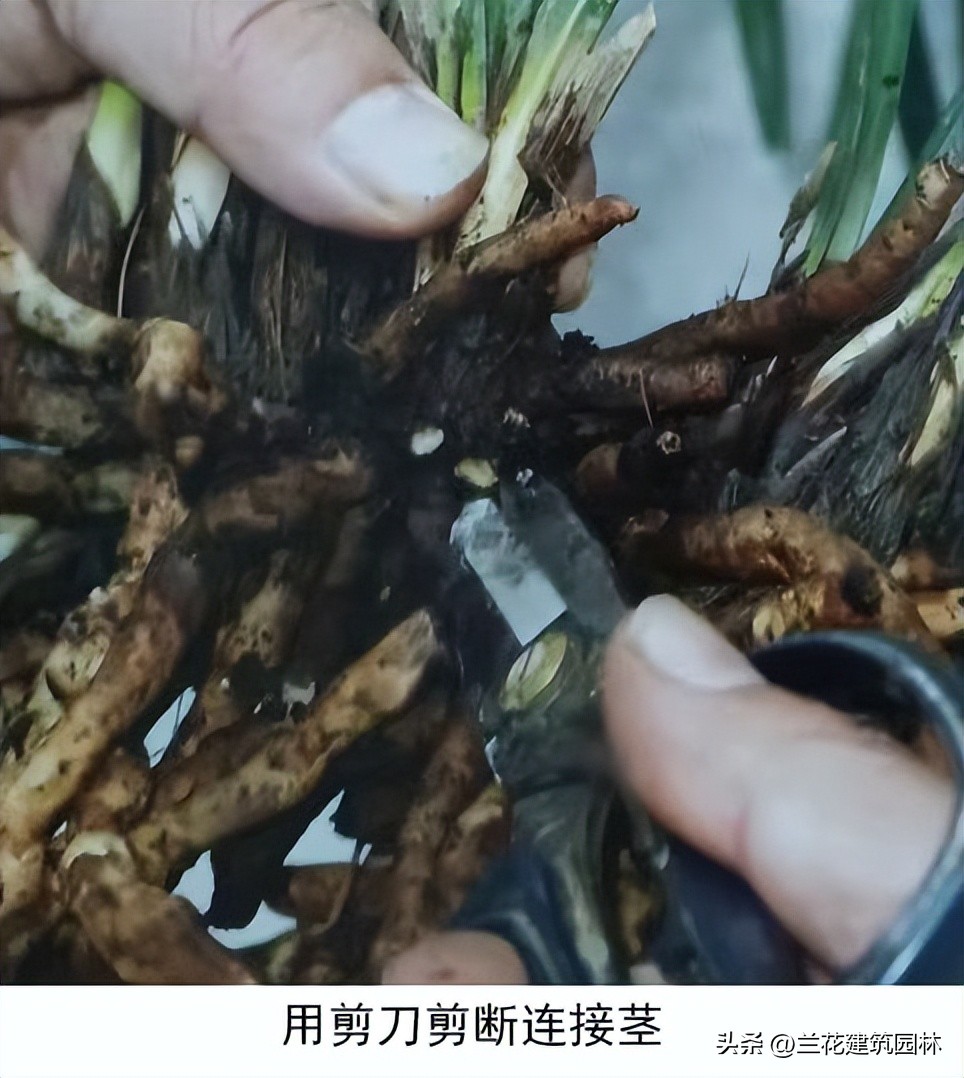 Look at the diagram of orchid ramets - iNEWS