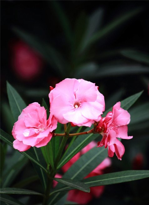 Oleander, Ornamental Flower - iMedia