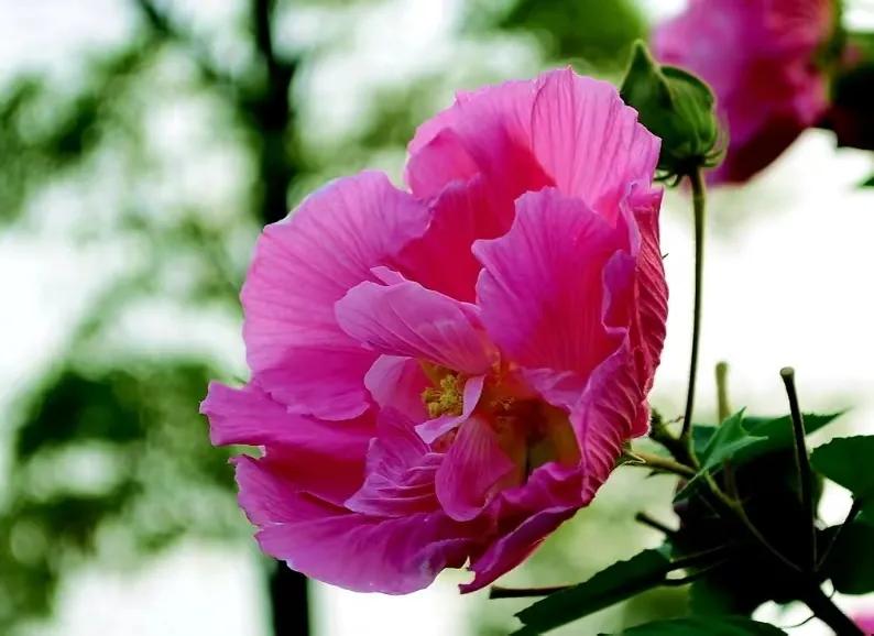 In the beauty delivery in August, I will send you a tree hibiscus, the ...