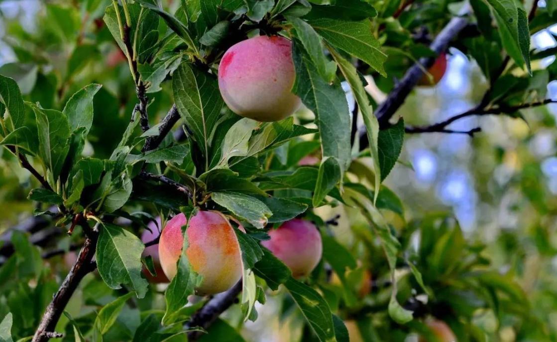 The old man said: "Bury the dead under the plum tree", how do you ...