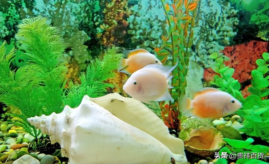 Putting a fish tank at home is good for your health, some suggestions ...