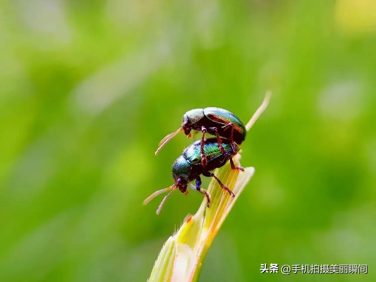 Seven links of mobile phone macro photography of insects - iNEWS