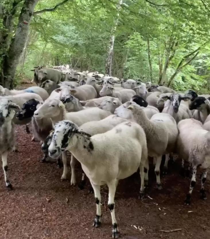 Woman running and exercising in the forest inexplicably becomes the ...